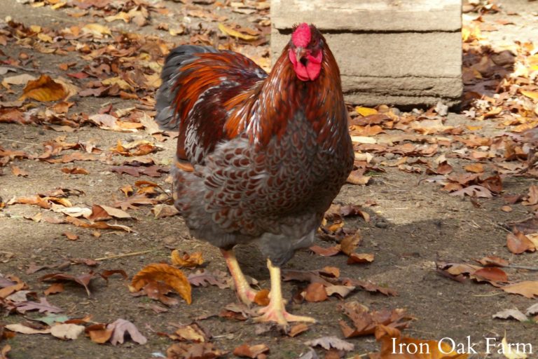 Breed and Color Profile: Blue Laced Red Wyandotte | Community Chickens