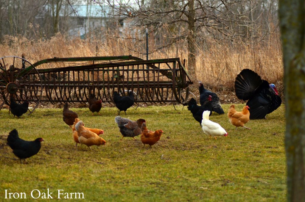 To Free Range or Not | Community Chickens