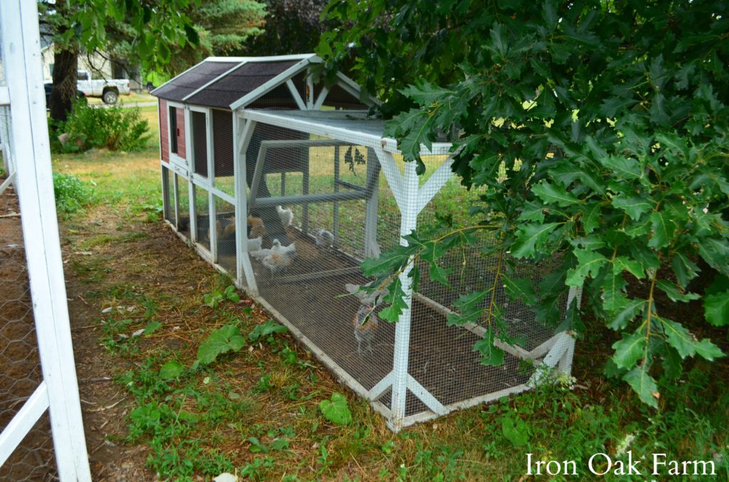 Does Your Flock Need a Grow-out Pen? | Community Chickens