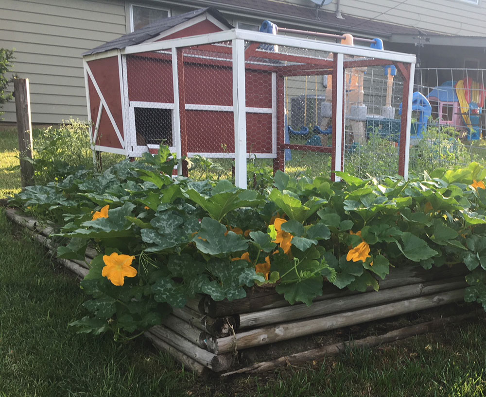 Finding the Golden Girls | Community Chickens