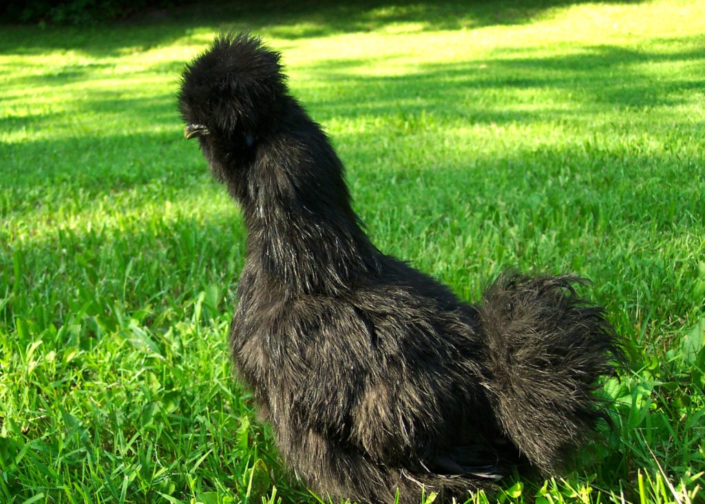 Sexing Silkies | Community Chickens
