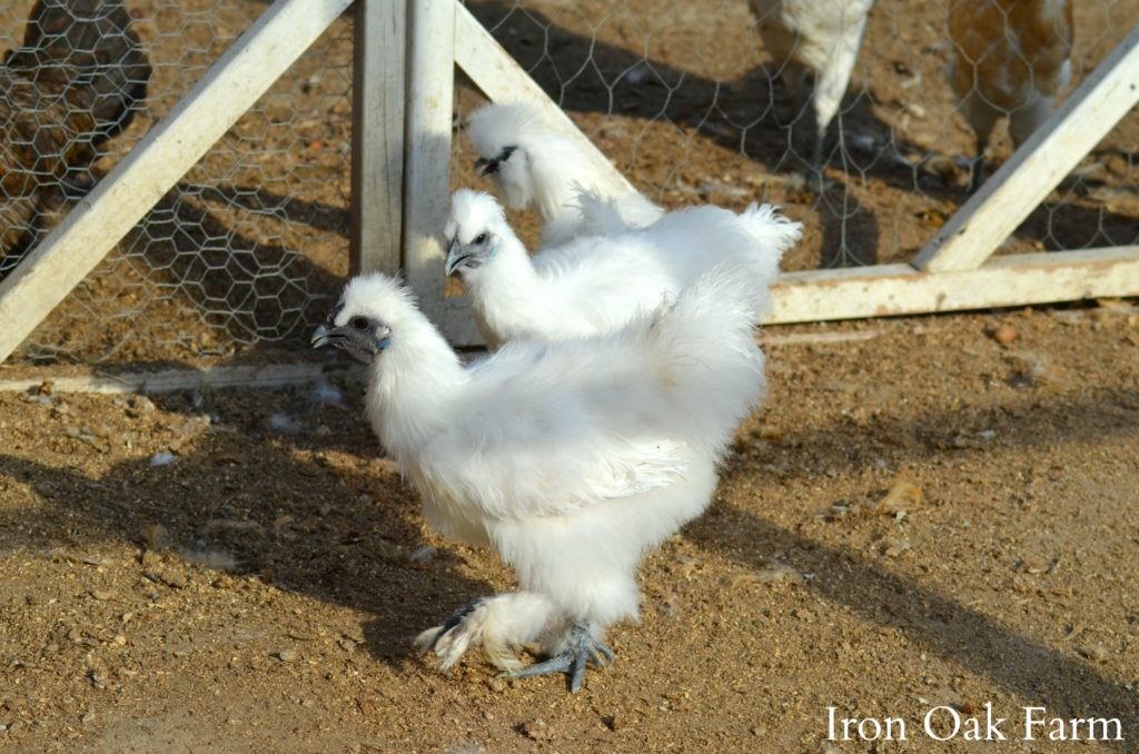 Wry Neck in Chickens | Community Chickens