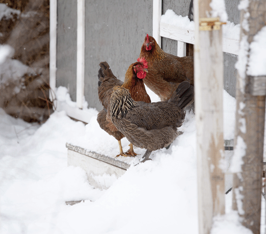 Keeping Your Flock Safe During Winter | Community Chickens