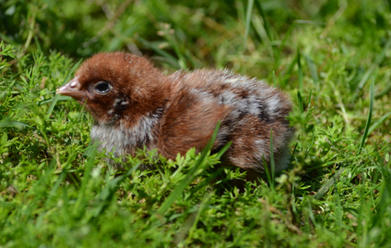 Breed Profile: Deathlayers | Community Chickens