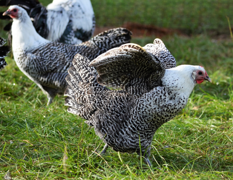 Breed Profile: Deathlayers | Community Chickens