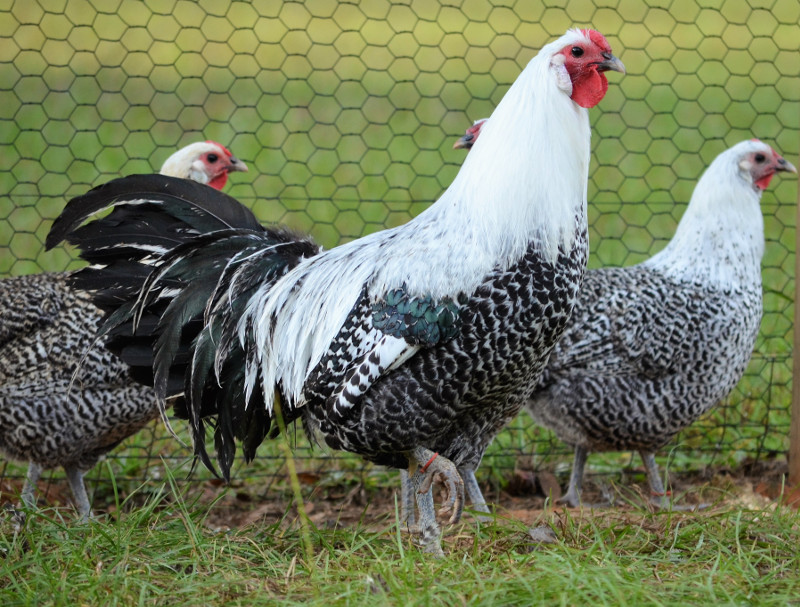 Breed Profile: Deathlayers | Community Chickens