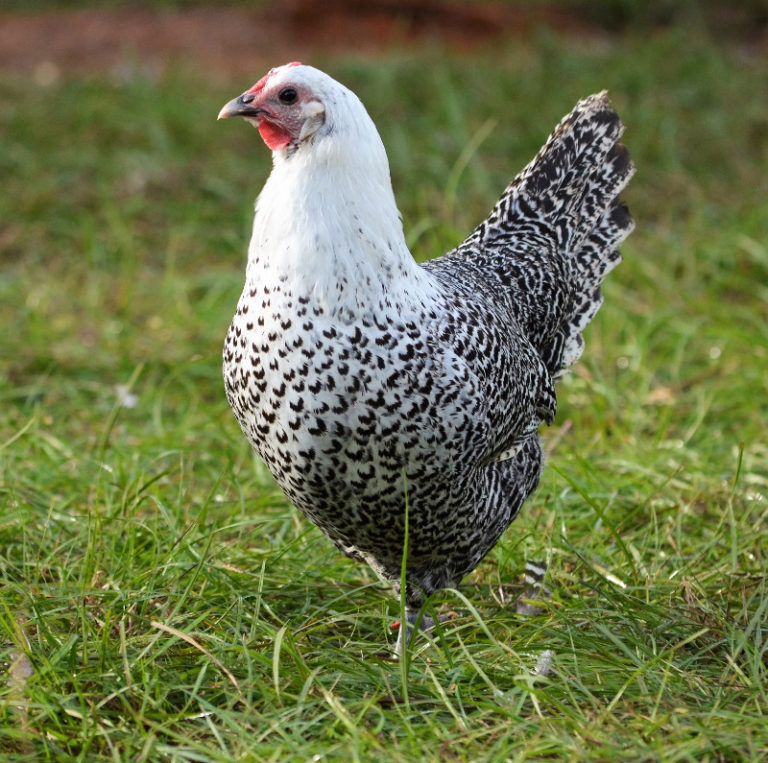 Breed Profile: Deathlayers | Community Chickens