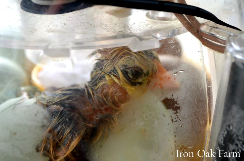 A Guide to Hatching Chicks in the Classroom | Community Chickens