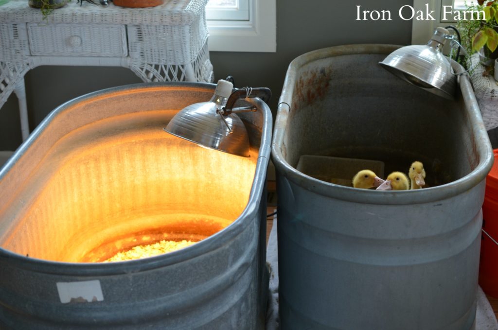 A Guide to Hatching Chicks in the Classroom | Community Chickens