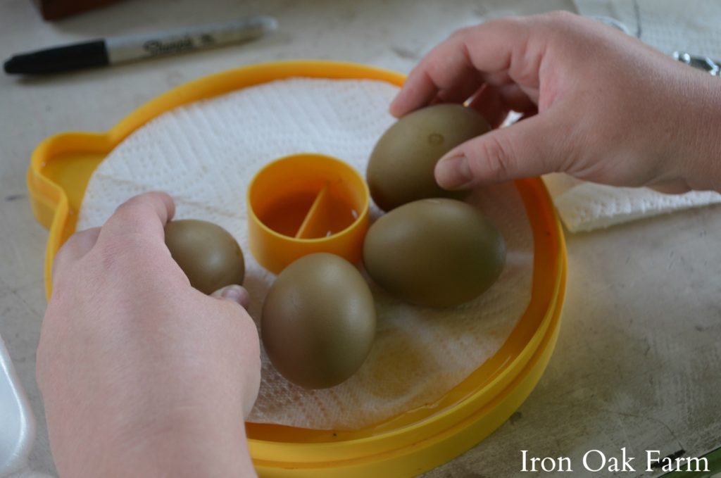 A Guide to Hatching Chicks in the Classroom | Community Chickens