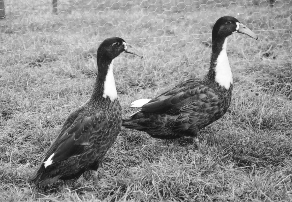 Preserving Rare Breeds | Community Chickens