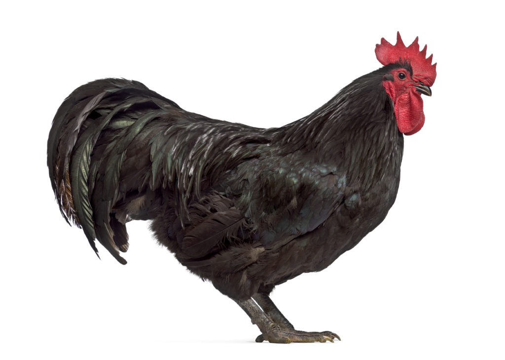 Black Chickens, All The Craze | Community Chickens