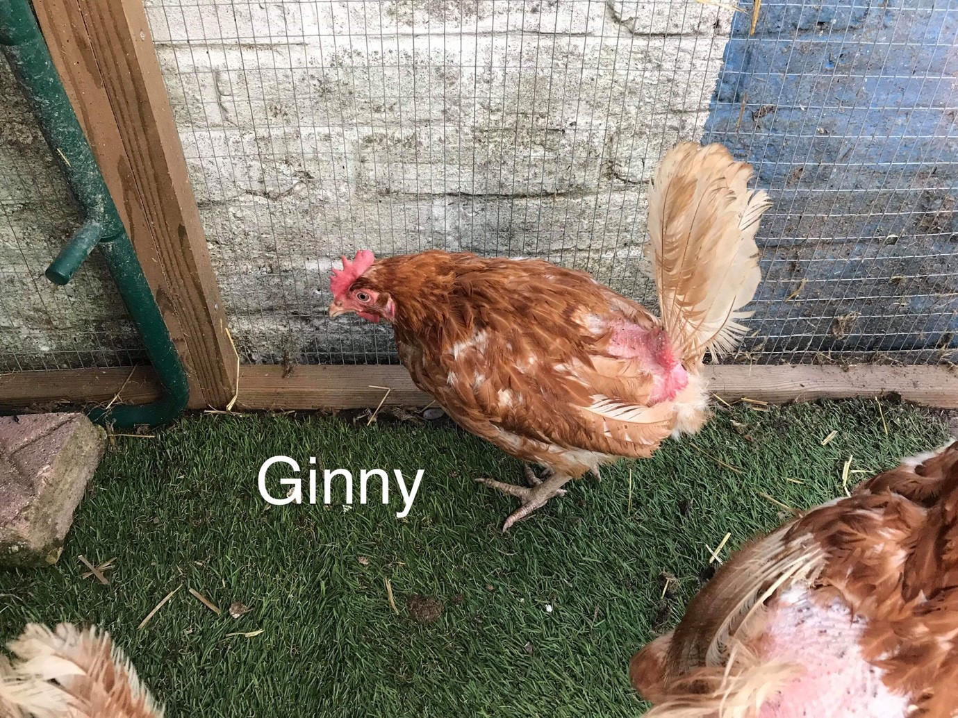 Rescued Hens | Community Chickens