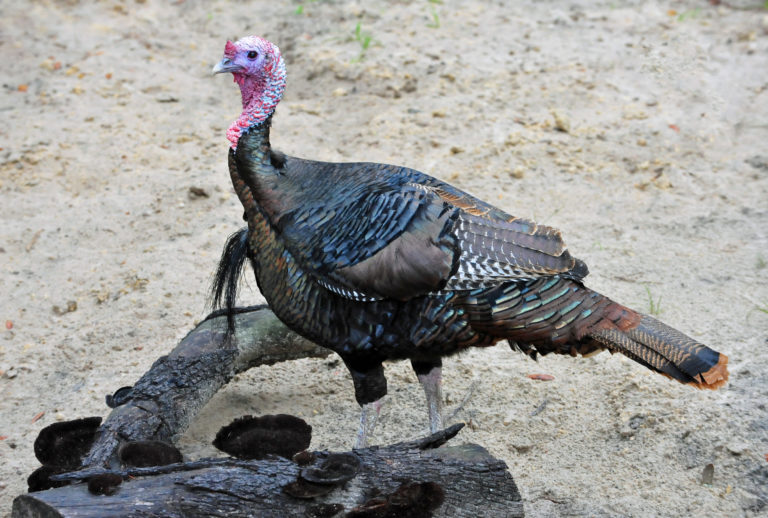Varieties of Wild Turkeys | Community Chickens