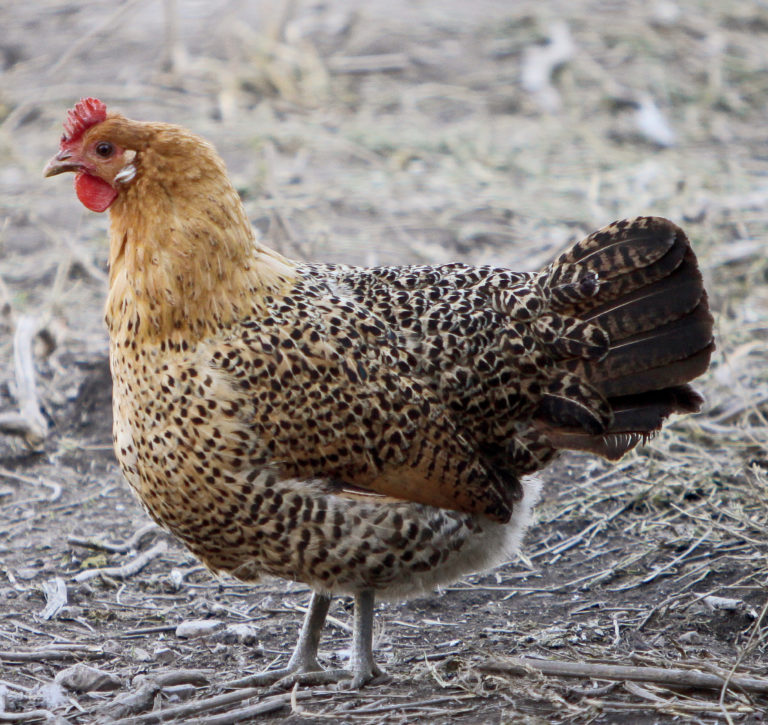 The Mediterranean Breeds | Community Chickens