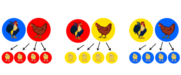 Clan Mating System | Community Chickens