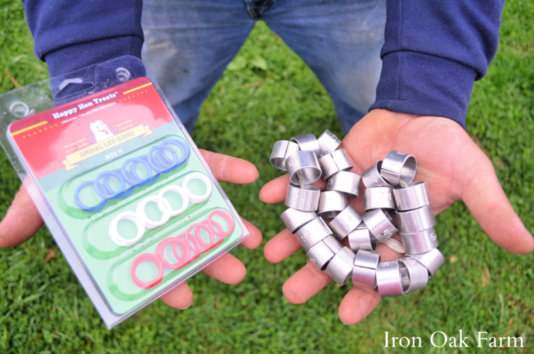 How and Why to Use Leg Bands | Community Chickens