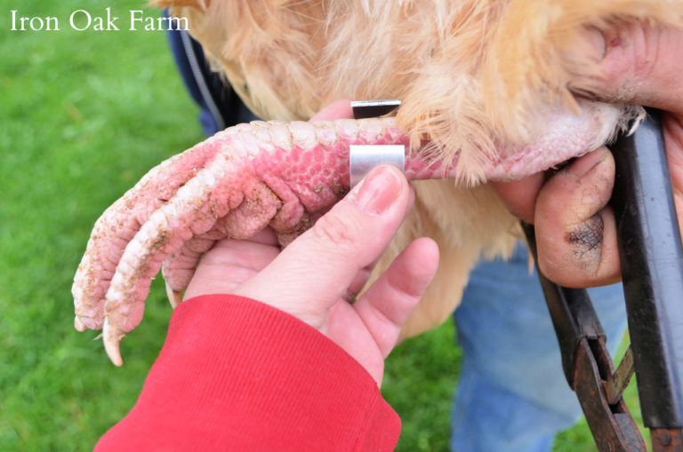 How and Why to Use Leg Bands | Community Chickens