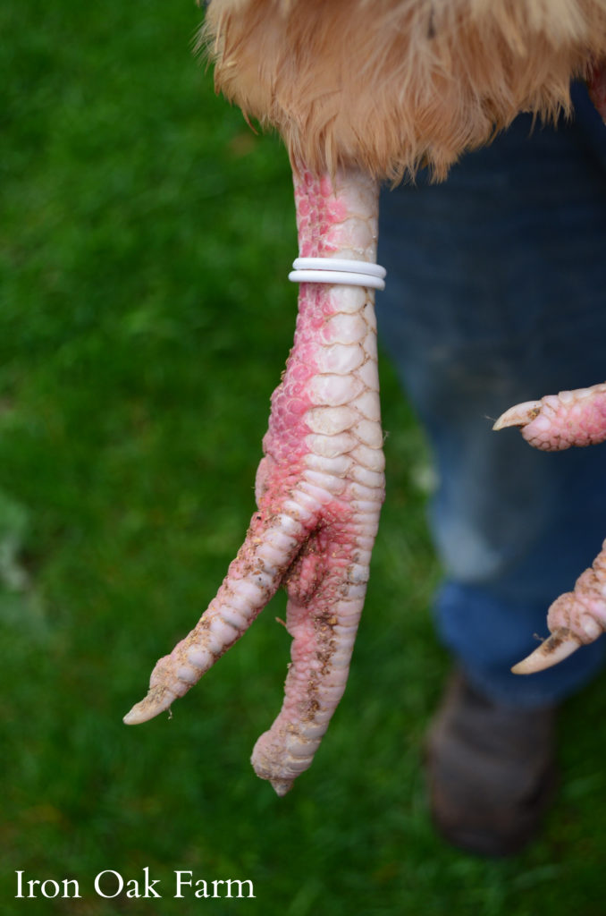 How and Why to Use Leg Bands | Community Chickens