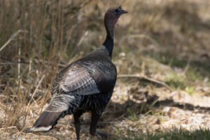Varieties of Wild Turkeys | Community Chickens