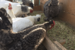 5 Tips to Prevent Obstructed Crop | Community Chickens