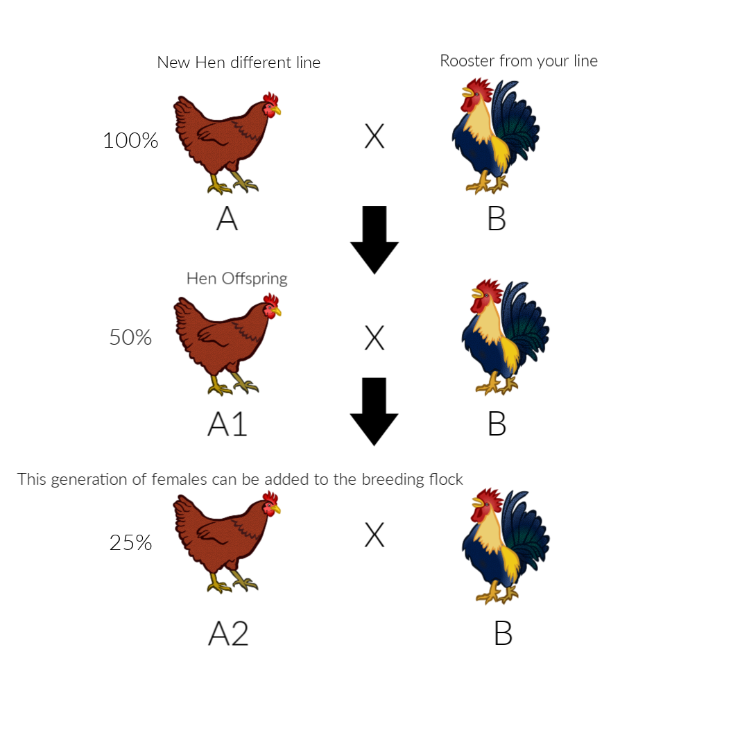 Starting a Clan Mating System from a Single Pair | Community Chickens