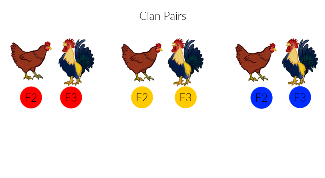 Starting a Clan Mating System from a Single Pair | Community Chickens