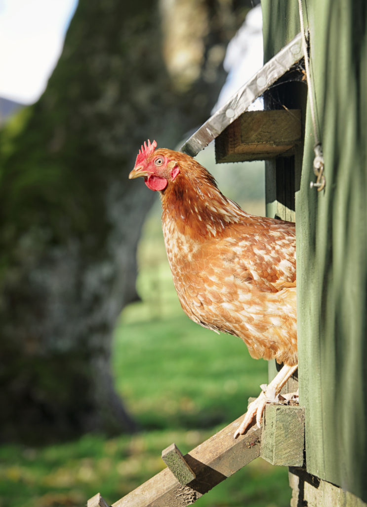 Material Ideas for New and Old Coops | Community Chickens