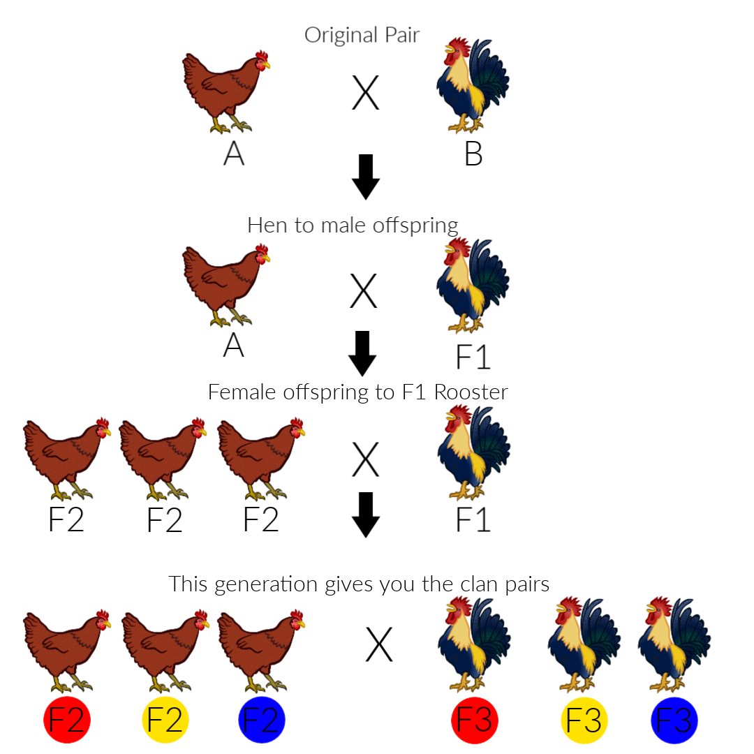 Starting a Clan Mating System from a Single Pair | Community Chickens