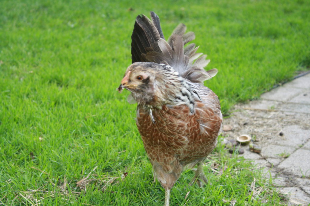 Raising a crossed beak chicken | Community Chickens