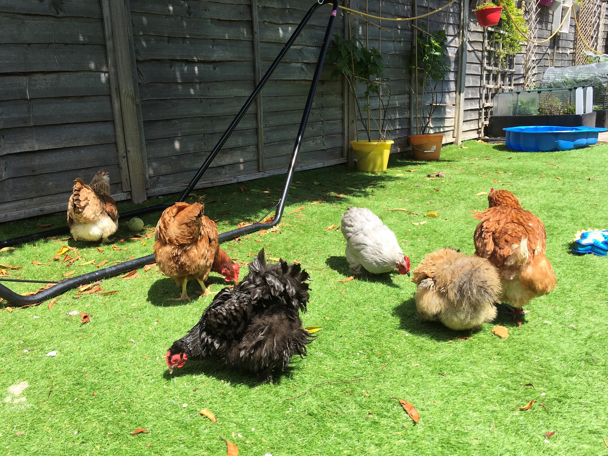 Losing and Gaining a Hen | Community Chickens