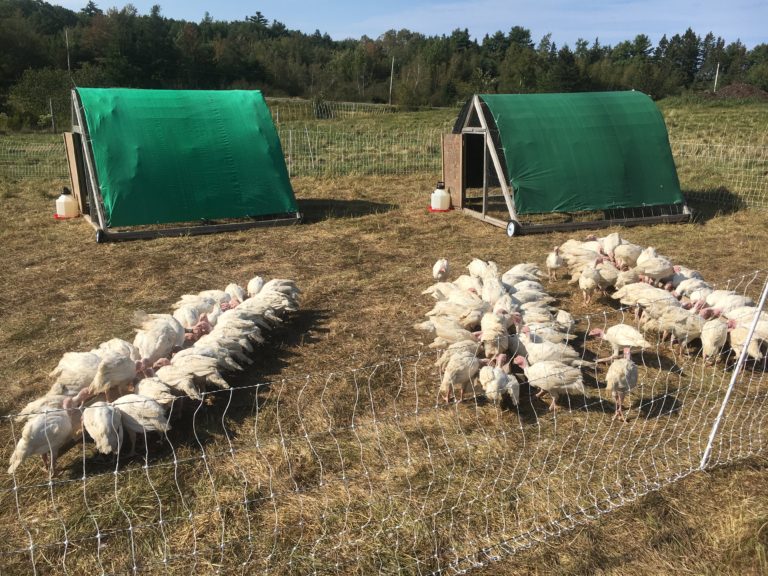 Organic Pastured Poultry on a College Farm | Community Chickens