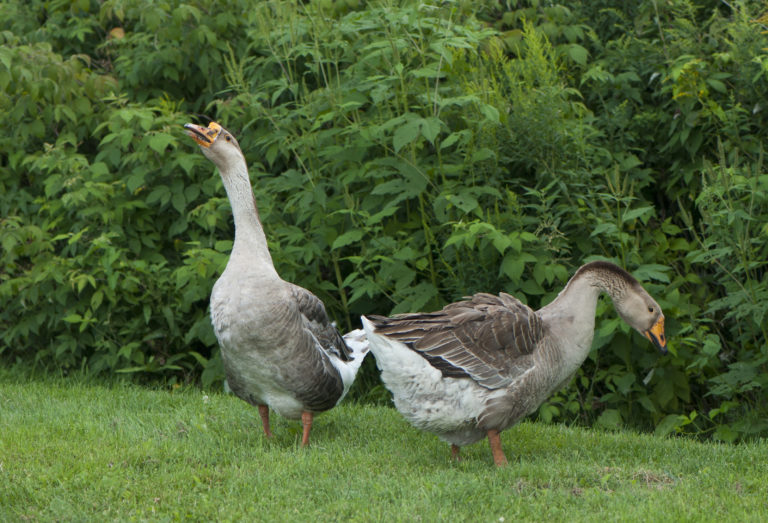 Breeds of Geese | Community Chickens