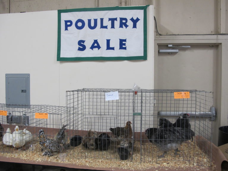 Successful Poultry Showing | Community Chickens