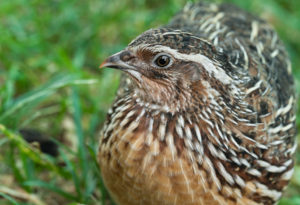 Hatching and Brooding Coturnix Quail | Community Chickens