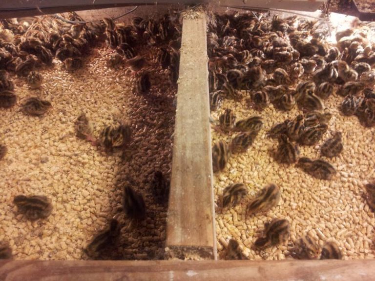 Hatching and Brooding Coturnix Quail | Community Chickens