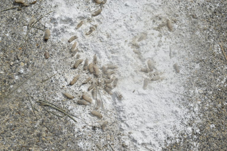 Fly Strike Attack | Community Chickens