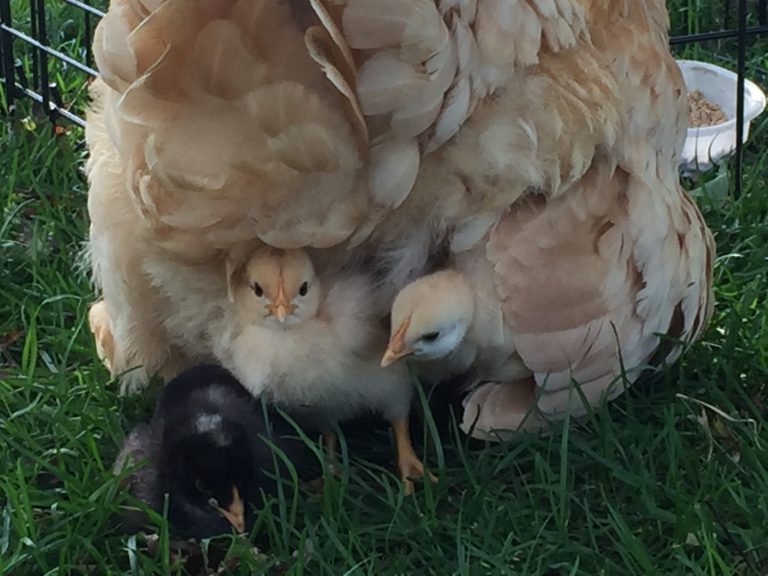 No Spring Chicken | Community Chickens