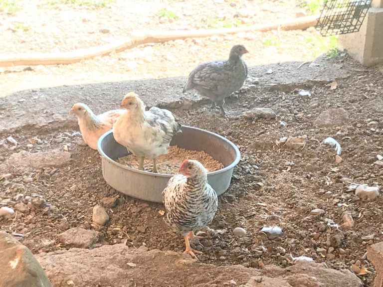 No Spring Chicken | Community Chickens