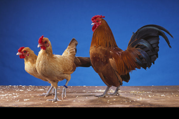 Chickens and Heritage Sites | Community Chickens