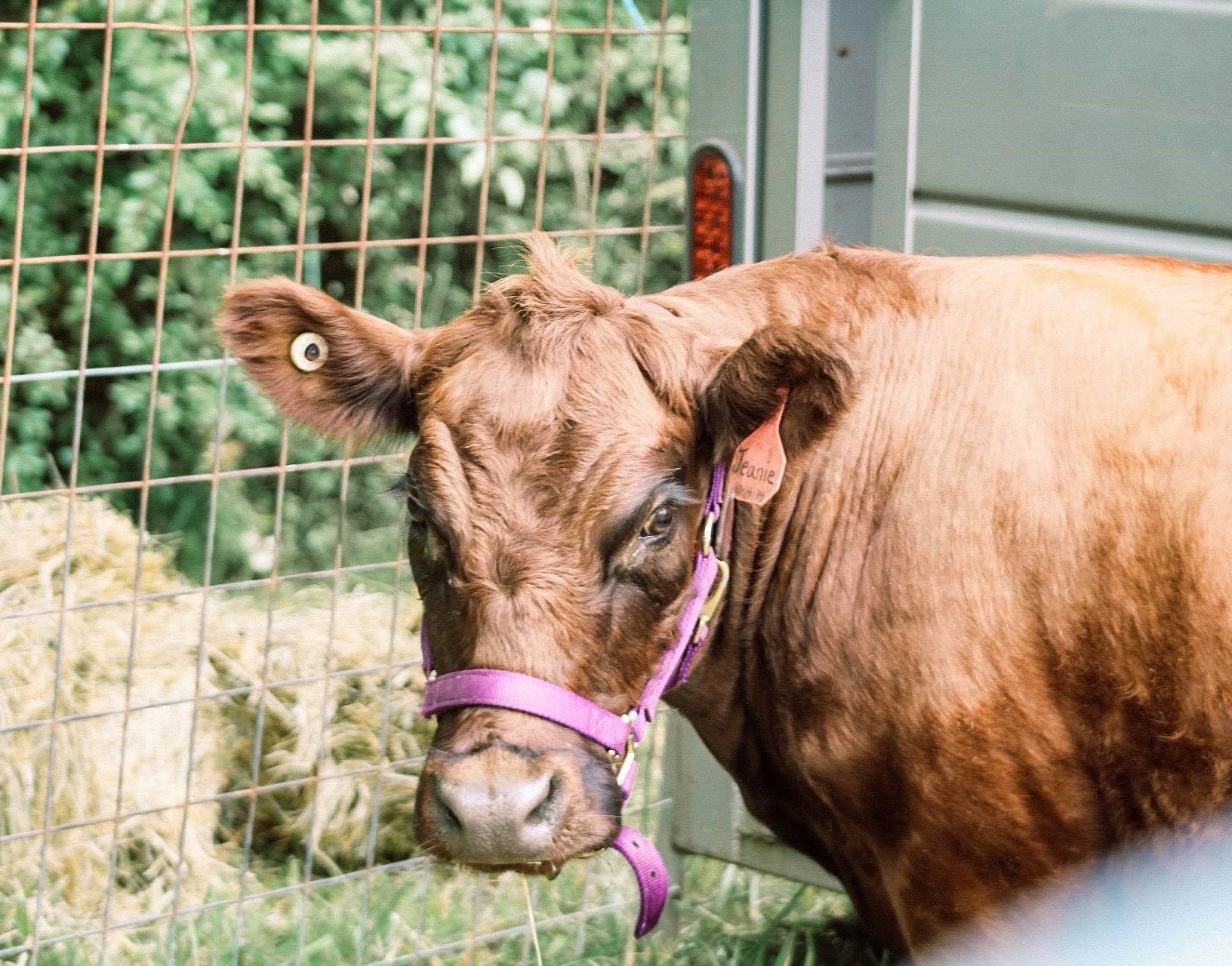 Poultry Conservation and Genetic Diversity | Community Chickens