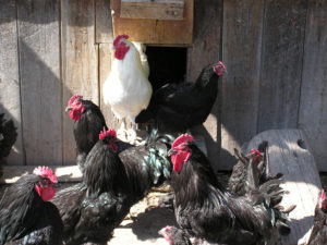 Chickens and Heritage Sites | Community Chickens