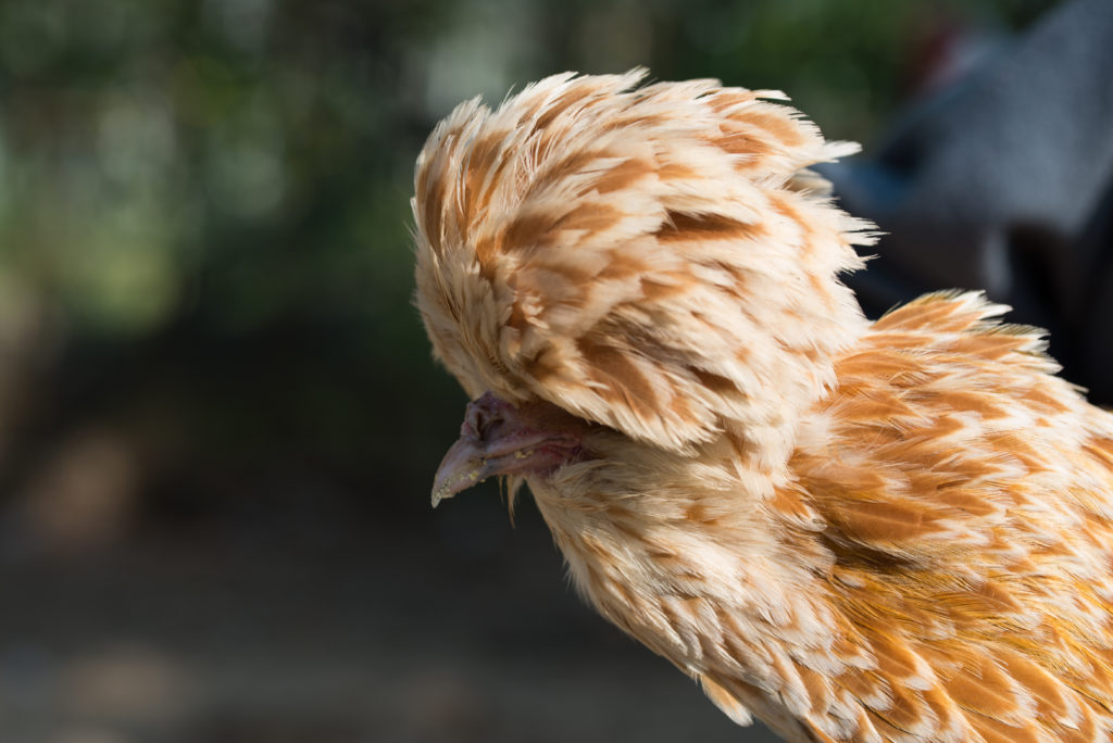 Breed Profile: Paduan Chicken | Community Chickens