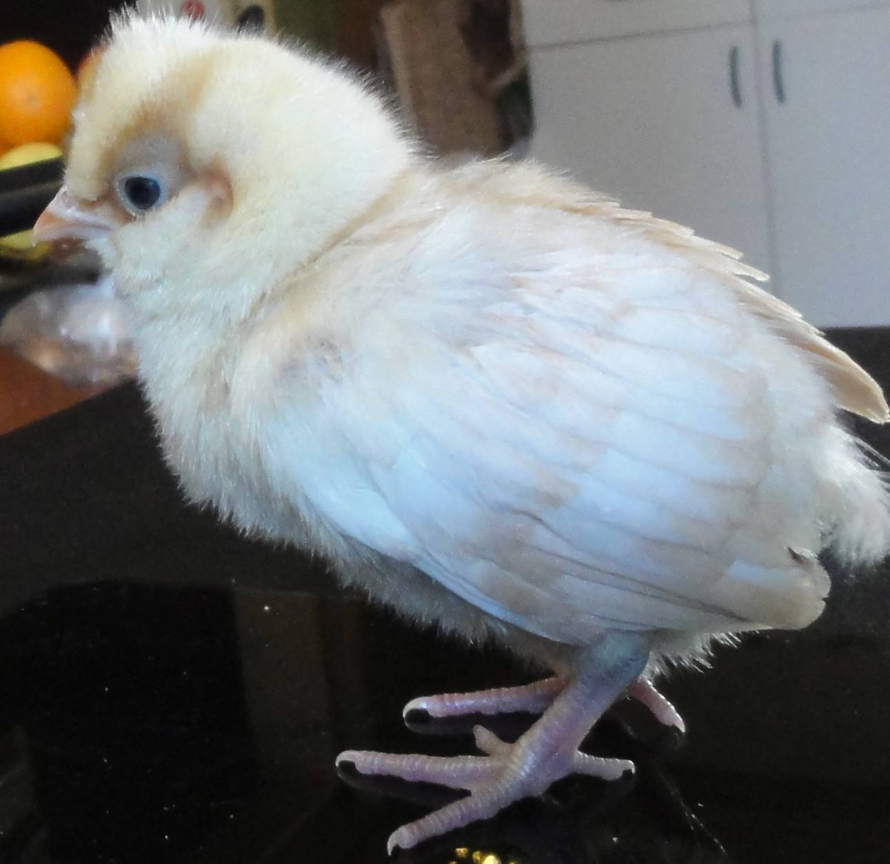 Breed Profile: Paduan Chicken | Community Chickens