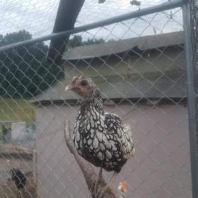 Poultry Conservation and Genetic Diversity | Community Chickens