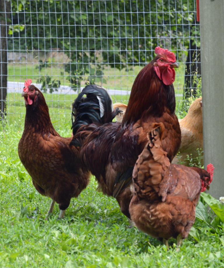 The Pros and Cons of Keeping a Rooster | Community Chickens
