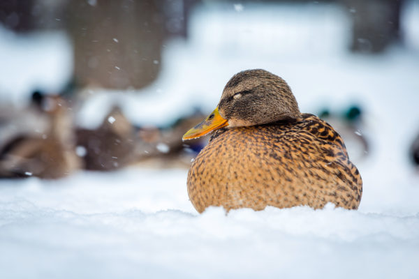 Preparing Ducks for Winter | Community Chickens