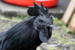 Ayam Cemani Genetics | Community Chickens