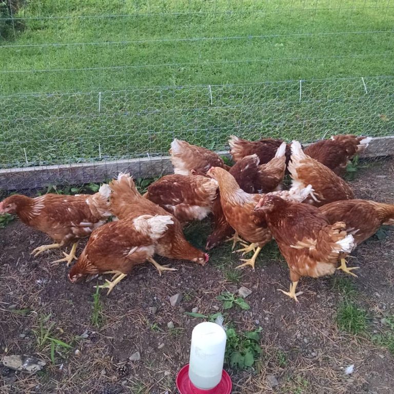 My favorite chicken | Community Chickens
