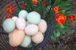 De Myth Tifying Eggs Community Chickens